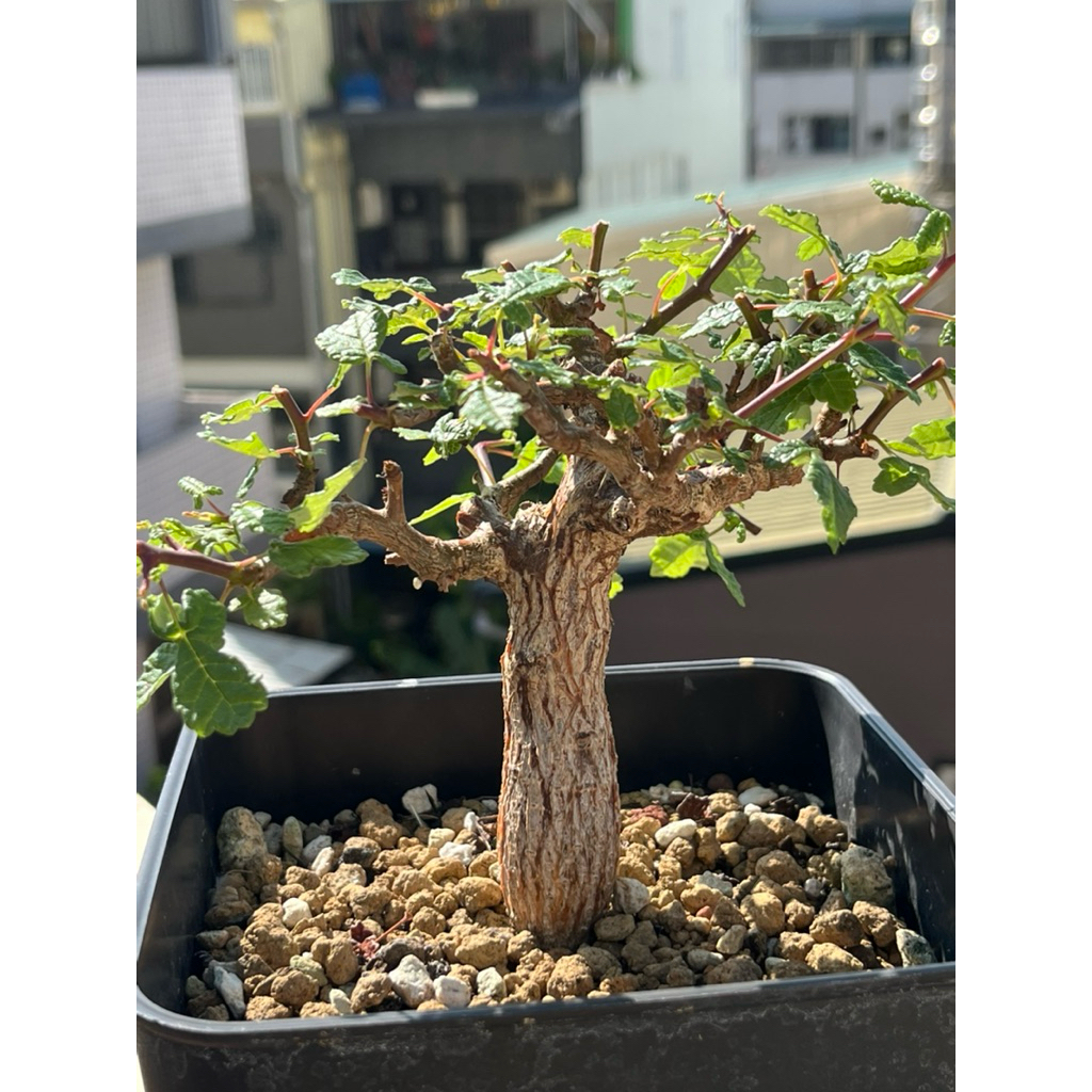 【雙色裂欖】Bursera bicolor/實生/沒藥/橄欖/乳香/裂欖/塊根植物 | 蝦皮購物