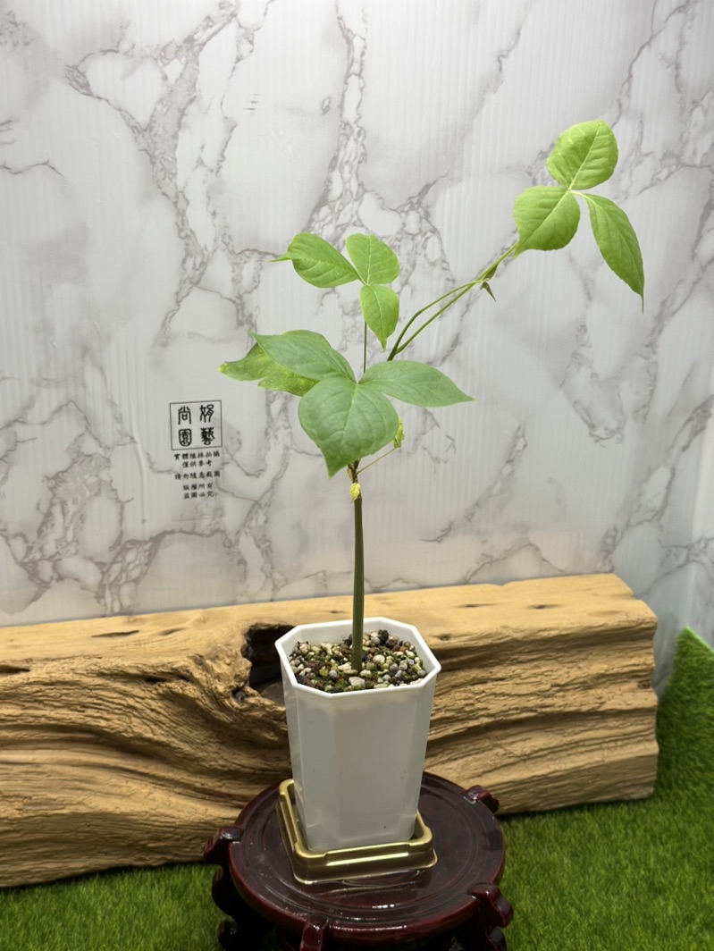 【業餘小農】有你沒藥 Commiphora unilobata [3寸盆]實生株 橄欖科 沒藥屬 收藏品 | 蝦皮購物