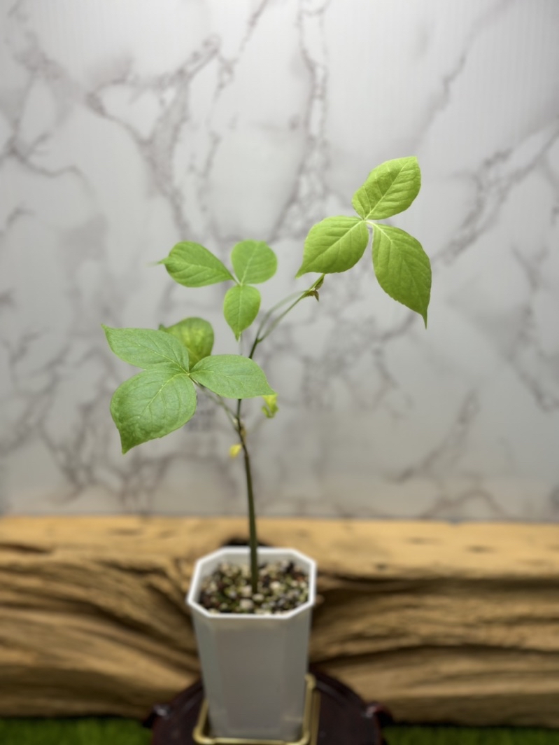 【業餘小農】有你沒藥 Commiphora unilobata [3寸盆]實生株 橄欖科 沒藥屬 收藏品 | 蝦皮購物