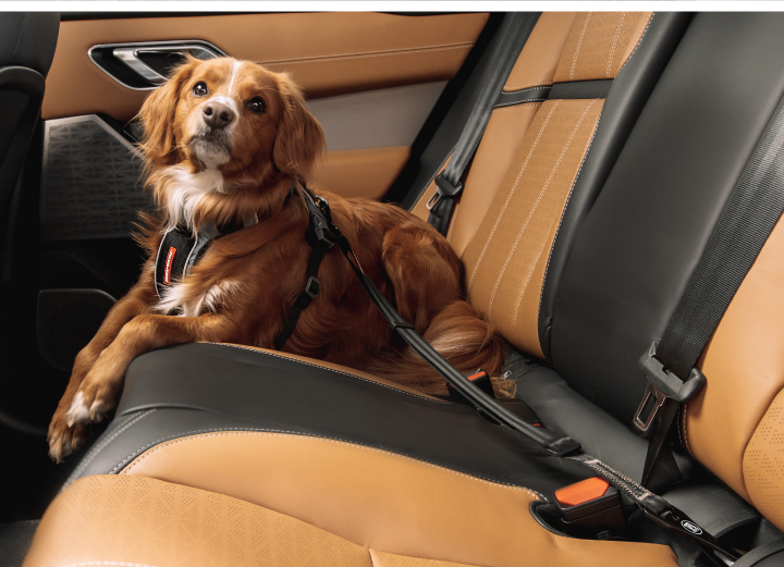 【澳洲EzyDog】ISOFIX寵物車用安全帶 長版&標準版 寵物車用安全帶 寵物安全帶 固定毛孩 行車安全升級 安全帶 | 蝦皮購物