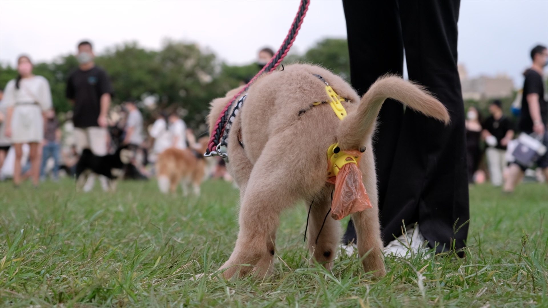 【磁吸款｜120入專用便袋】Poo-Lock 噗樂狗便捕手專用便袋｜1秒完成撿便任務｜狗 | 蝦皮購物