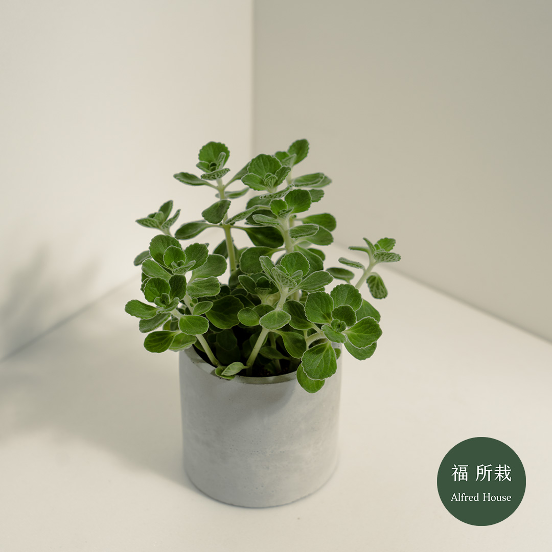 小葉到手香│Coleus socotranus│福所栽│水泥盆器│陽台植物│喜光植物│多肉植物│綠化植栽 | 蝦皮購物