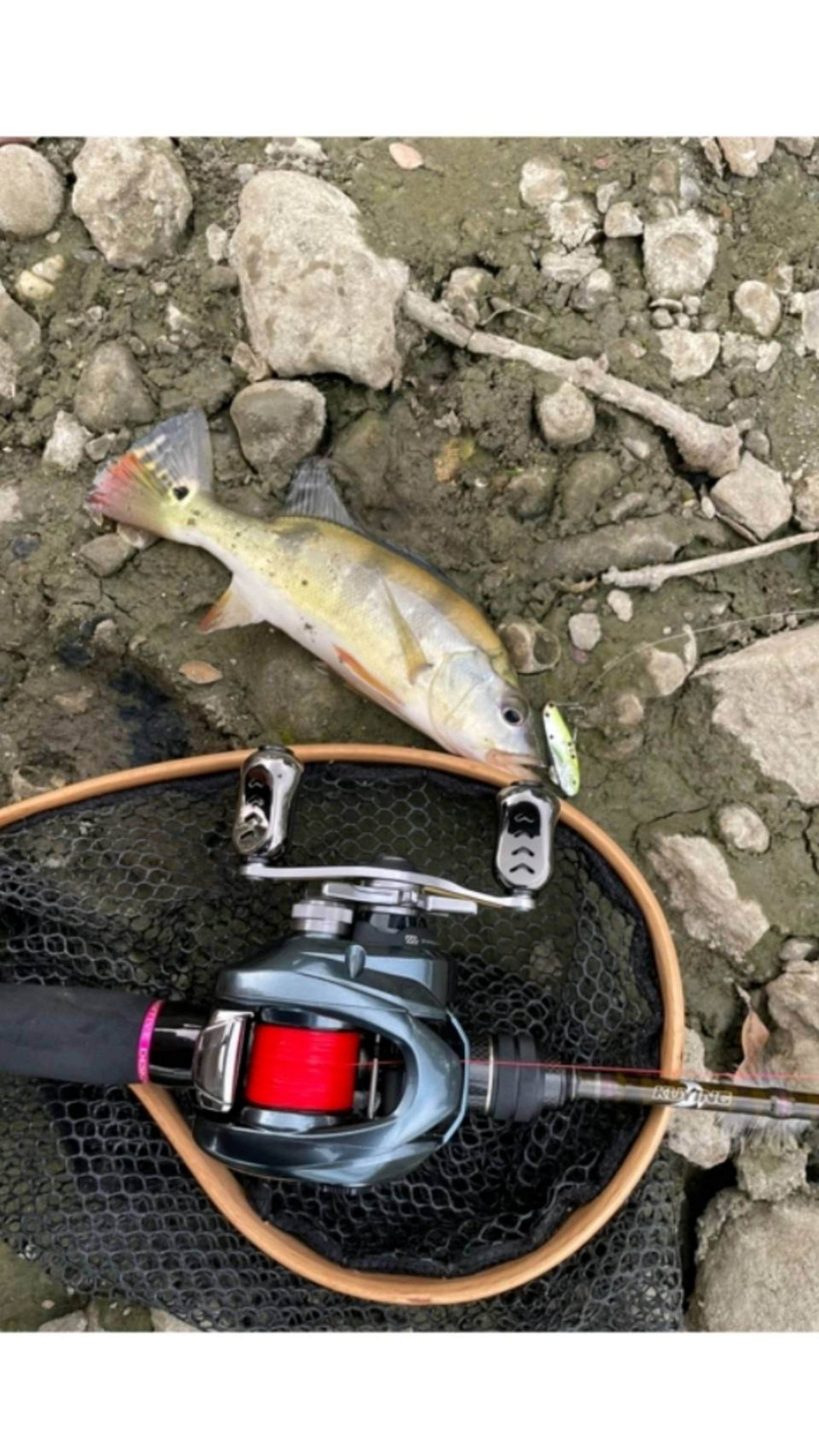 【LUZ路亞】【現貨】土撥鼠VIB 4.5g 迷你 雞爪鉤 微物 遠投 路亞餌 假餌 根魚 魚 黑格 吳郭魚 鮕呆 亮片 | 蝦皮購物