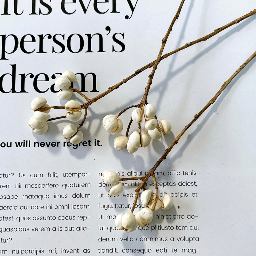 白果 小白果 烏臼 乾燥小白果 薏仁 ☆ VITO zakka ☆ 乾燥花 浮游花材 拍攝道具 DIY 花藝材料包 | 蝦皮購物