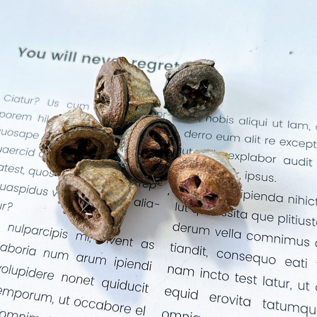 尤加利果 乾燥果實 ☆ VITO zakka ☆ 花材 拍攝道具 DIY創作 手做材料 果實 花圈材料 乾燥果實 尤加利 | 蝦皮購物