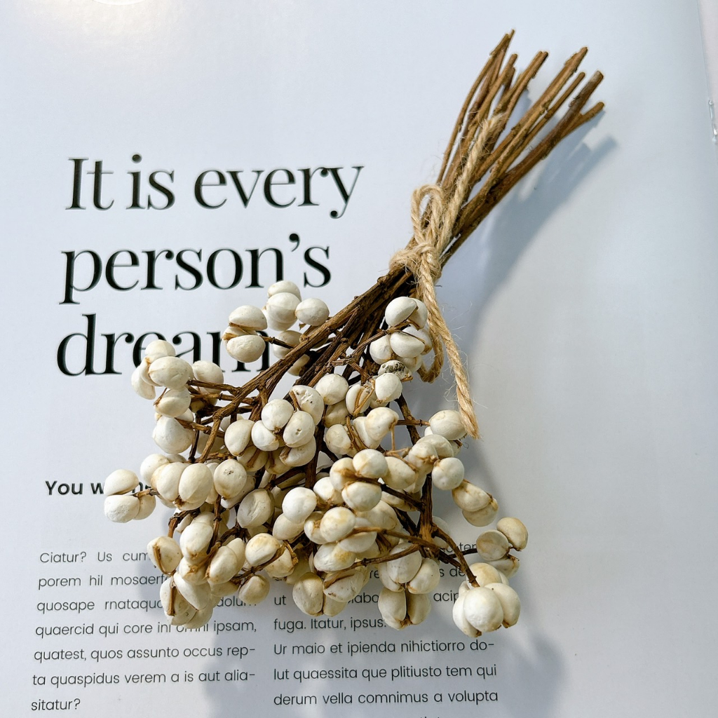 白果 小白果 烏臼 乾燥小白果 薏仁 ☆ VITO zakka ☆ 乾燥花 浮游花材 拍攝道具 DIY 花藝材料包 | 蝦皮購物