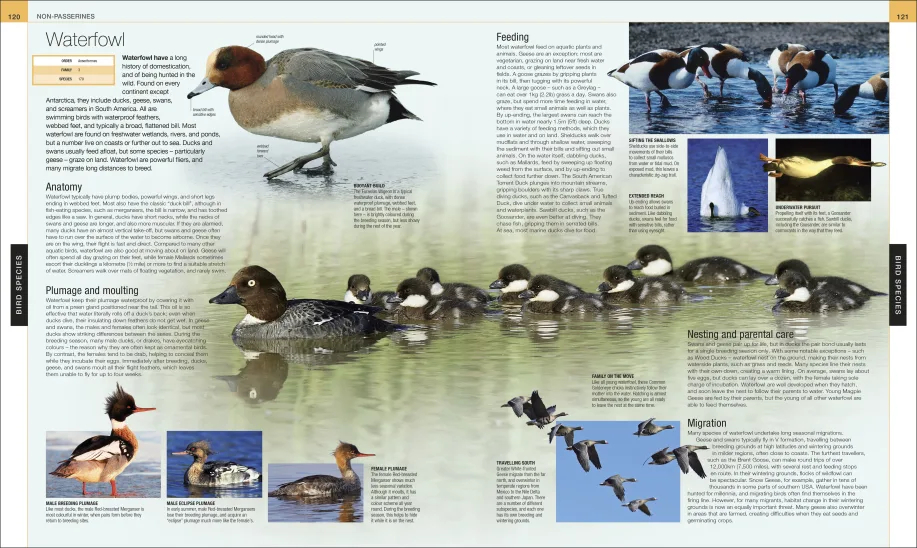DK Bird: The Definitive Visual Guide(鳥類大百科 增修版) | 蝦皮購物