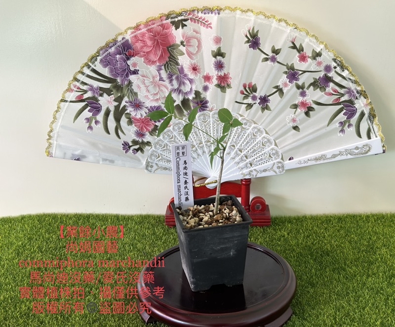 【業餘小農】commiphora marchandii馬尚迪沒藥/麥氏沒藥 [3寸盆]橄欖科 沒藥屬 收藏品 塊根植物 | 蝦皮購物