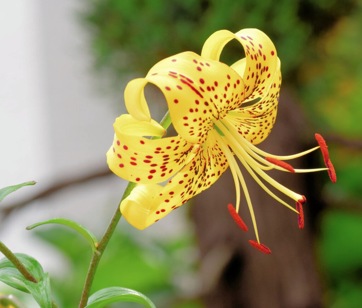迷妳馬的日本花草 2024進口球根 黄金老虎百合Lilium lancifolium var. flaviflorum | 蝦皮購物
