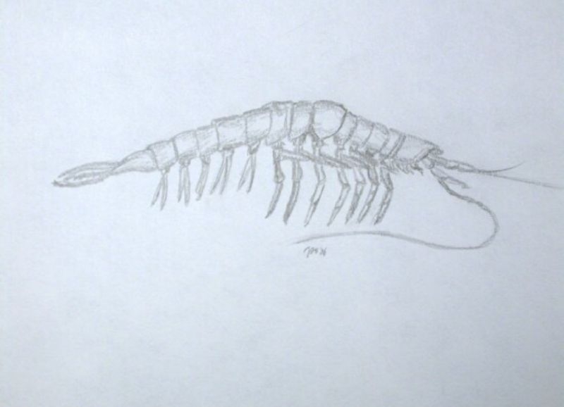 [海膽的刺]Palaeocaris typus/甲殼類動物/化石馬榮溪結核化石_07 | 蝦皮購物
