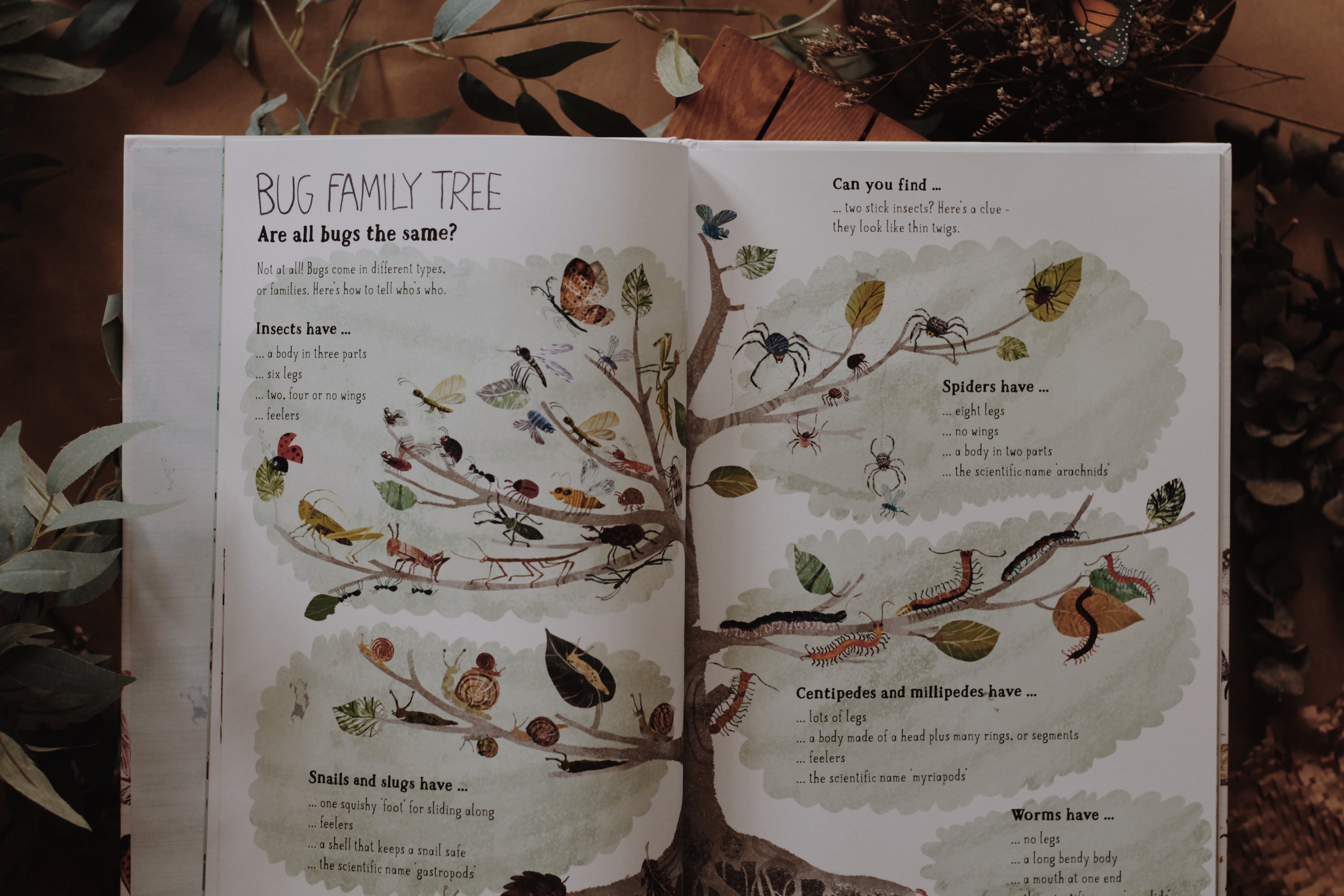 精裝英文知識科普繪本🍀The Big Book of Bugs蟲蟲大書 🍀插畫家Yuval Zommer🍀缺書店 | 蝦皮購物