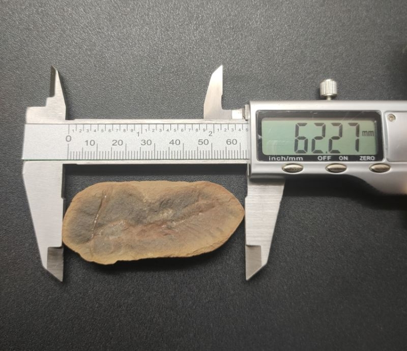 [海膽的刺]Palaeocaris typus/甲殼類動物/化石馬榮溪結核化石_07 | 蝦皮購物