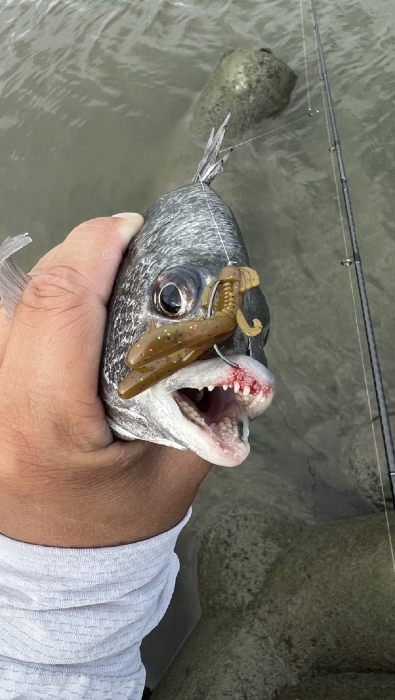 9003-CP血槽曲柄鉤，黑鯛match | 蝦皮購物