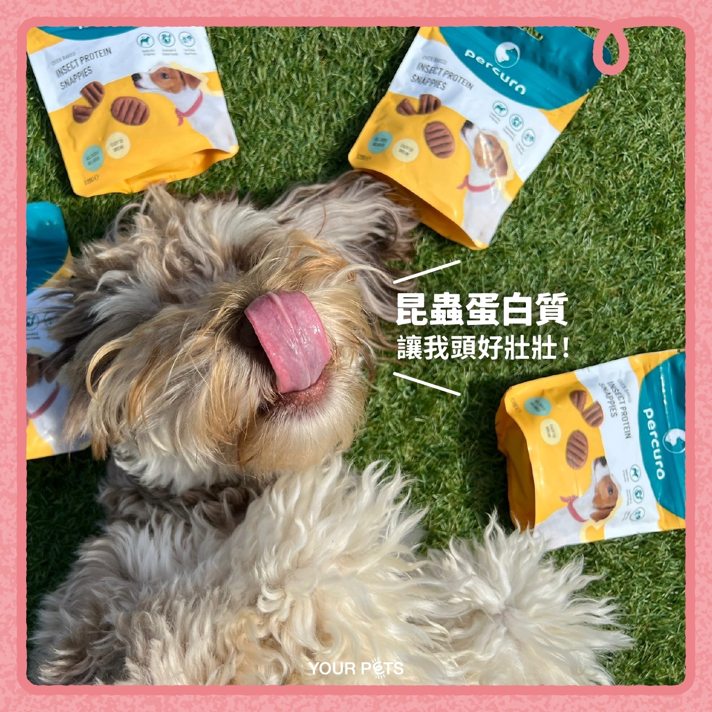 【PERCURO 沛庫羅】英國昆蟲蛋白飼料 (大型全齡犬) / 皮膚保養 掉毛救星 專務敏感性肌膚 . 腸胃問題｜優寵務 | 蝦皮購物