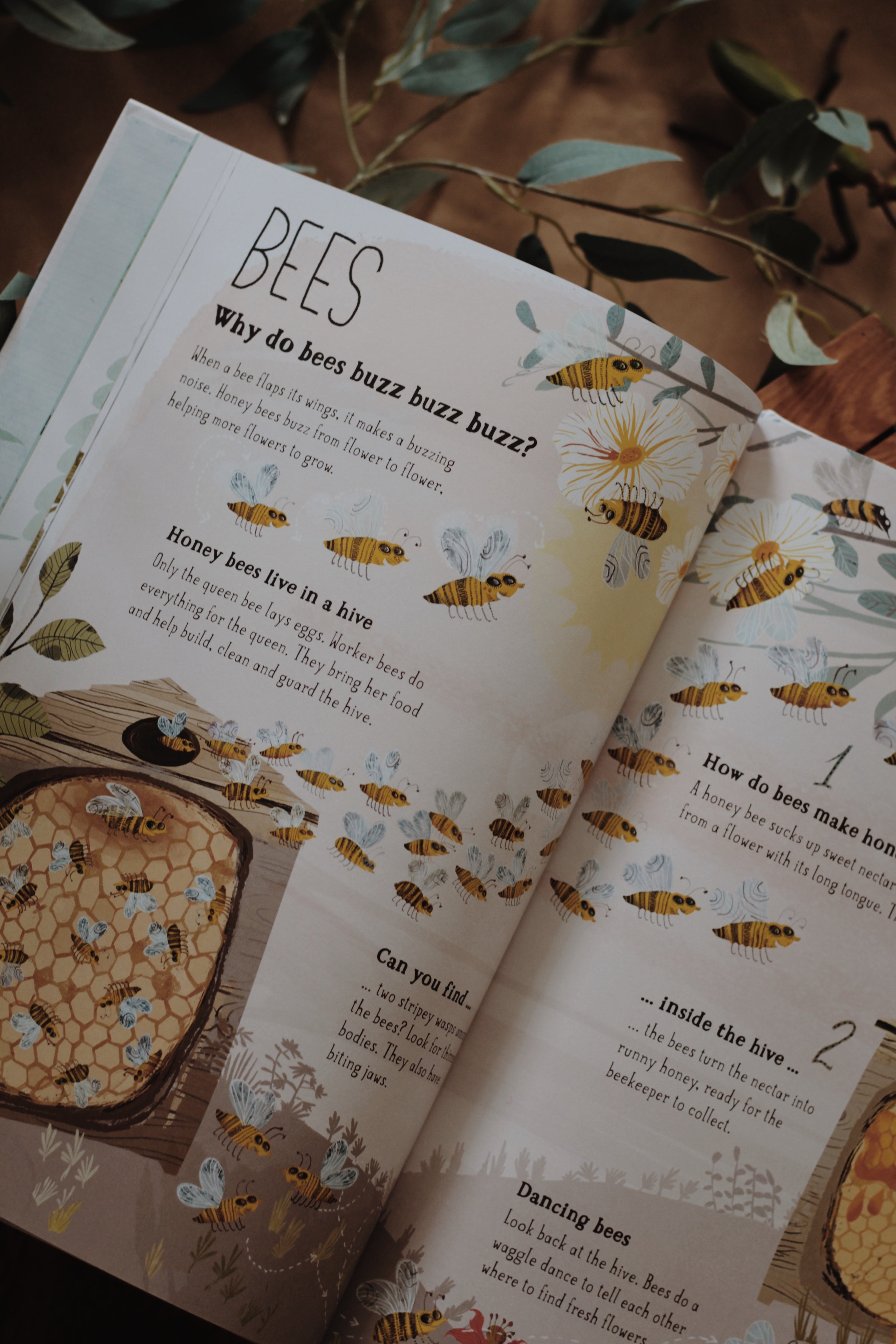 精裝英文知識科普繪本🍀The Big Book of Bugs蟲蟲大書 🍀插畫家Yuval Zommer🍀缺書店 | 蝦皮購物