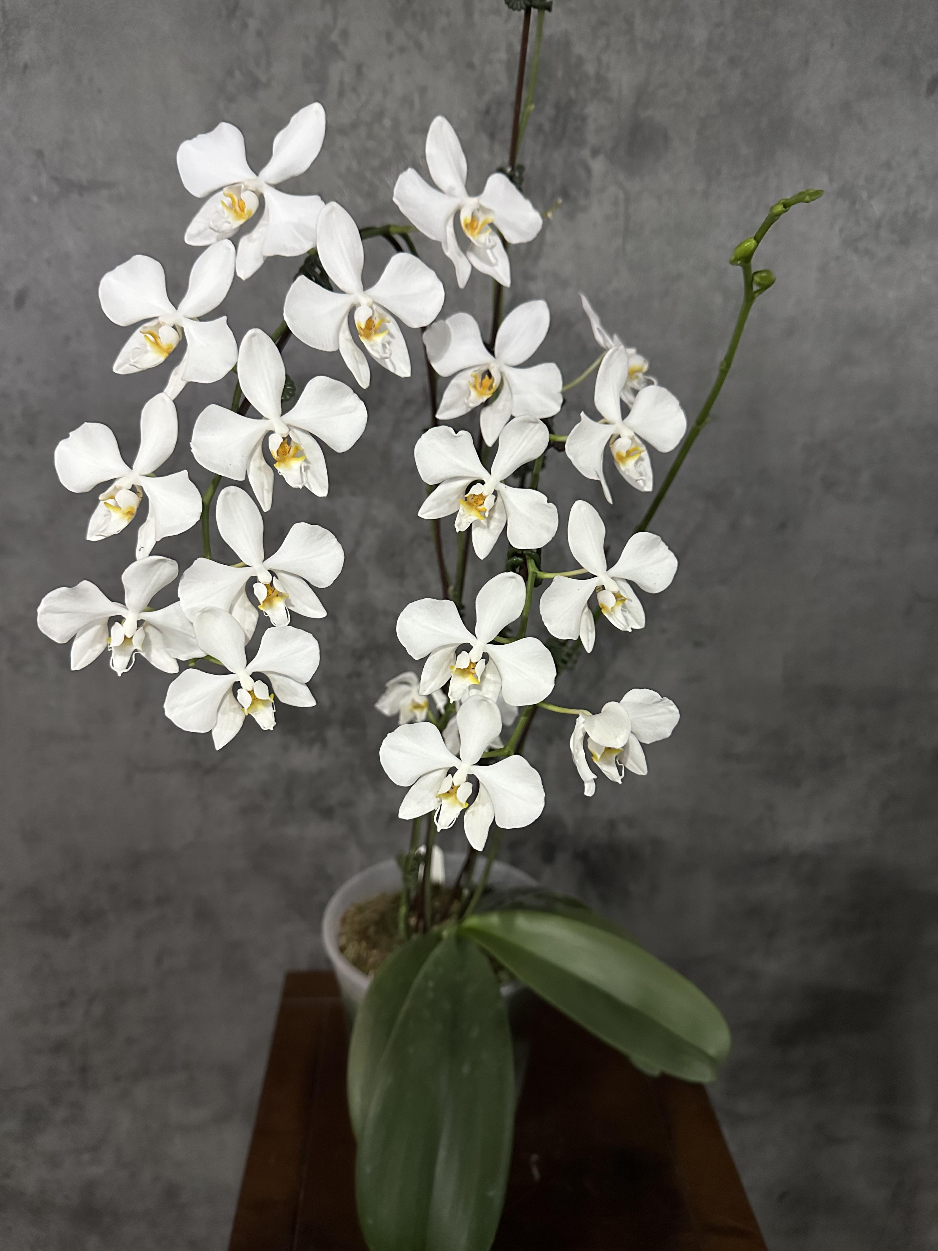 原生種蝴蝶蘭 Phal. amabilis (Irian Jaya 新幾內亞) 世界唯一頂級銀葉香花阿嬤 | 蝦皮購物