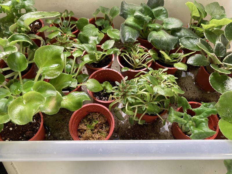 Kei Yoki螢妖姬 (大型)-非洲菫|柏語花香邂花園 | 蝦皮購物