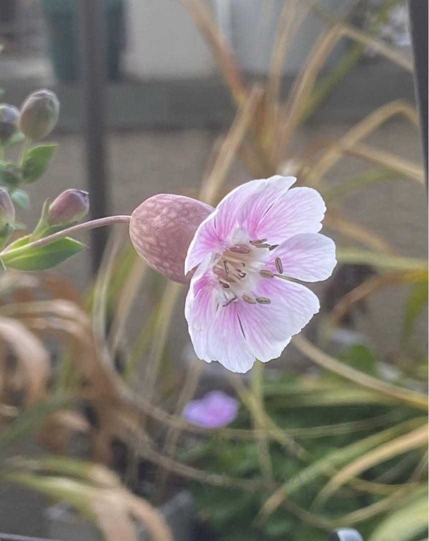 🦄迷妳馬的日本花草🌱2024進口種子 白玉草-Silene uniflora Shell Pink 粉花 (大花款) | 蝦皮購物