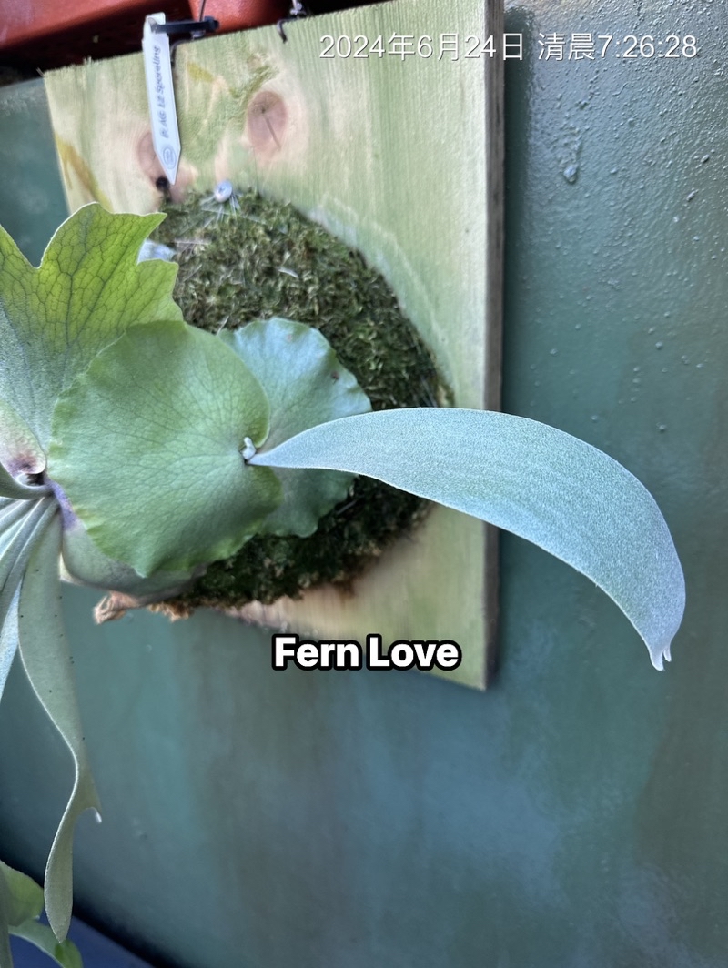 Fern 蕨戀 Love 』「 P. AG12 Sporeling 」泰國清邁Stem Fern原廠混播苗 鹿角蕨 | 蝦皮購物