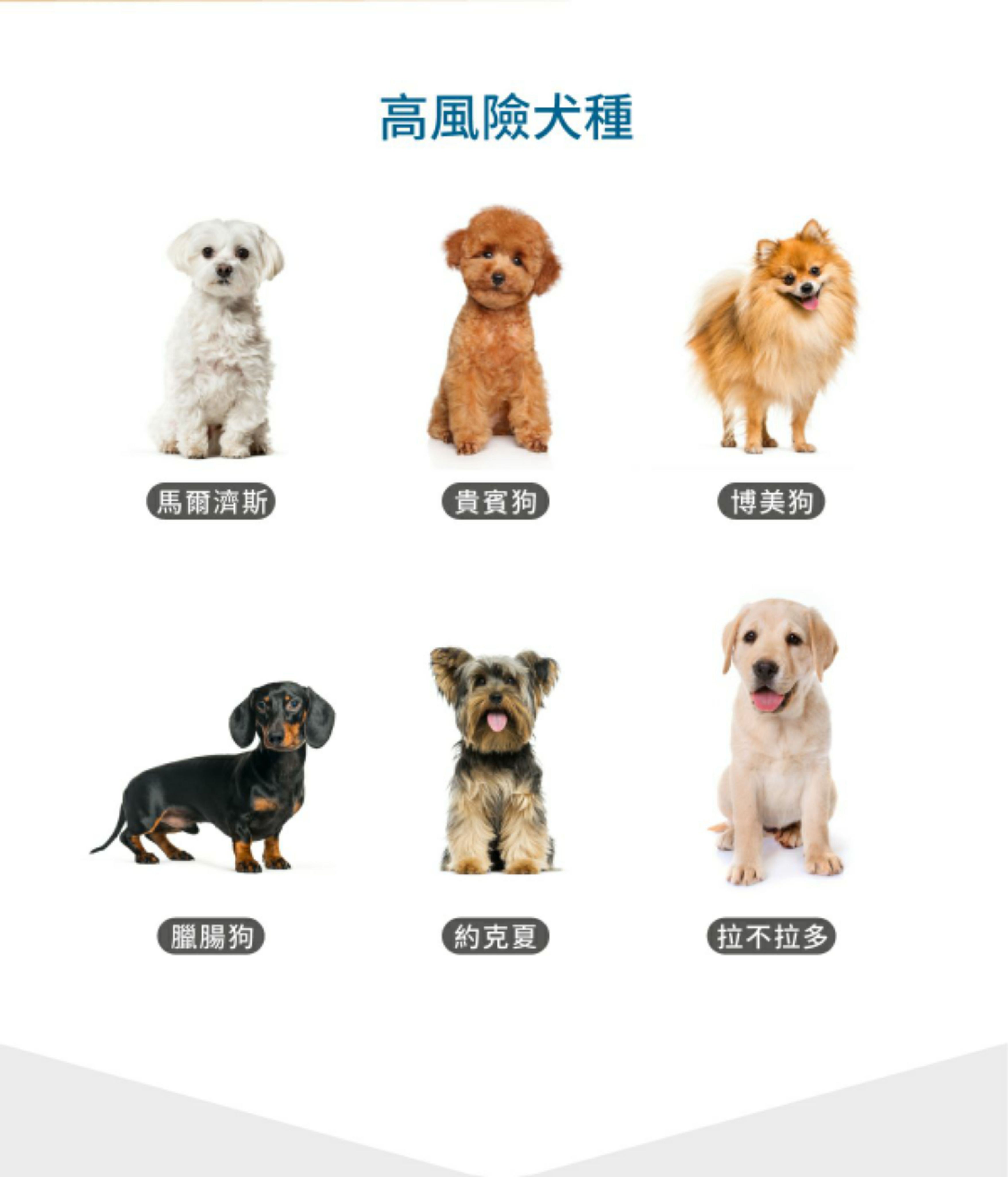 木入森 Moreson 犬寶 珍心動 30錠/60錠 犬用 保健品 心臟保健 全方位營養 營養補充 強化心臟功能 | 蝦皮購物