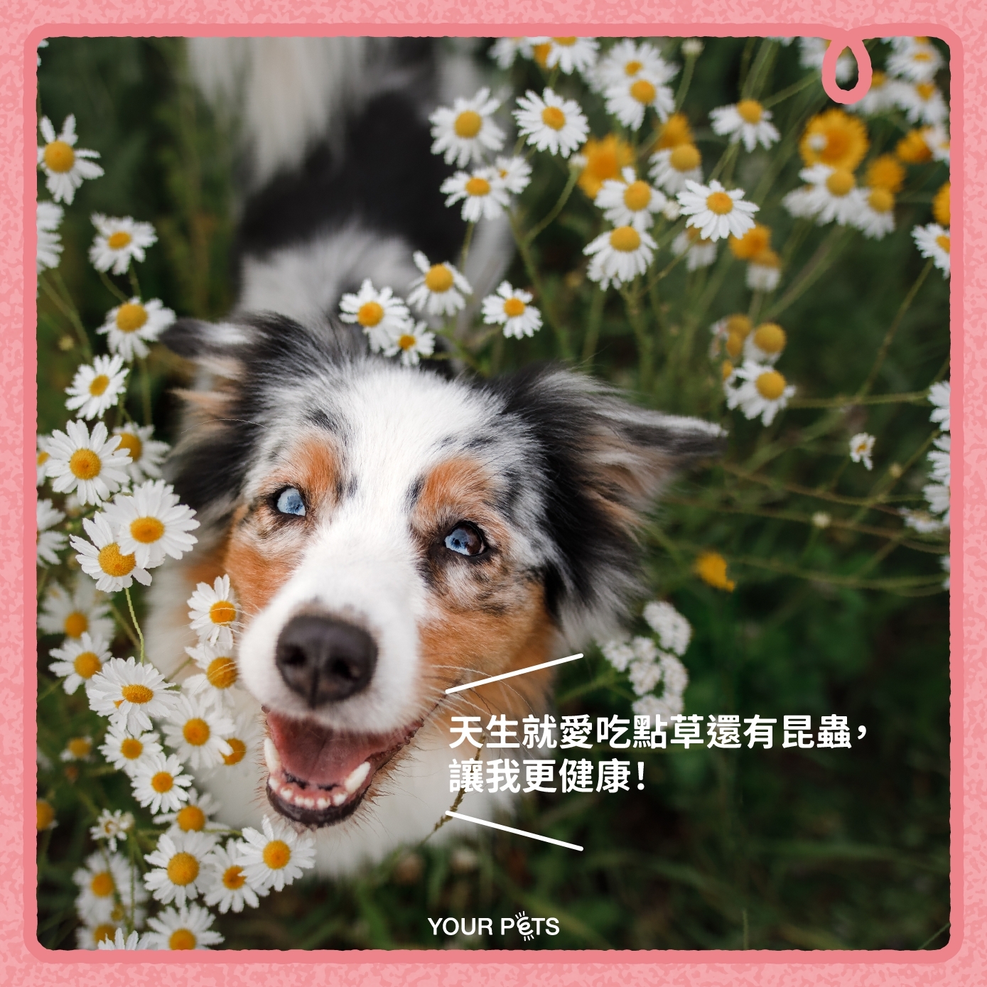 【PERCURO 沛庫羅】英國昆蟲蛋白飼料 (大型全齡犬) / 皮膚保養 掉毛救星 專務敏感性肌膚 . 腸胃問題｜優寵務 | 蝦皮購物