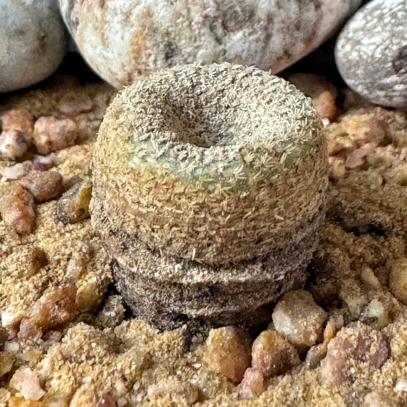 在台現貨 超稀有 實生 隱遁丸Yavia cryptocarpa仙人掌 岩虎屬 仙人球 | 蝦皮購物
