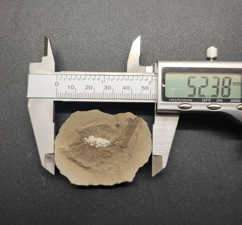 [海膽的刺]Palaeocaris typus/甲殼類動物化石/馬榮溪結核化石_07 | 蝦皮購物