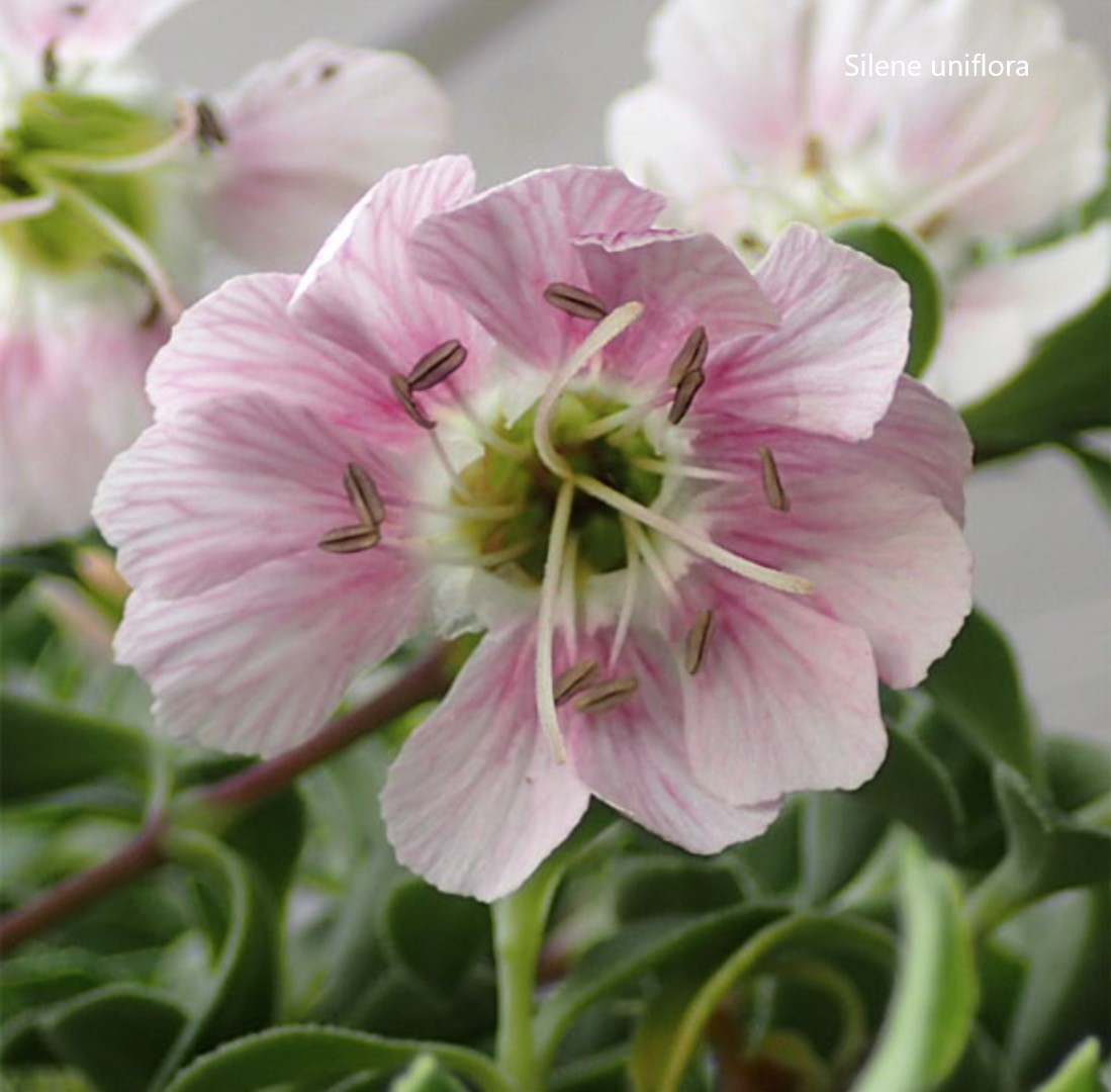 🦄迷妳馬的日本花草🌱2024進口種子 白玉草-Silene uniflora Shell Pink 粉花 (大花款) | 蝦皮購物