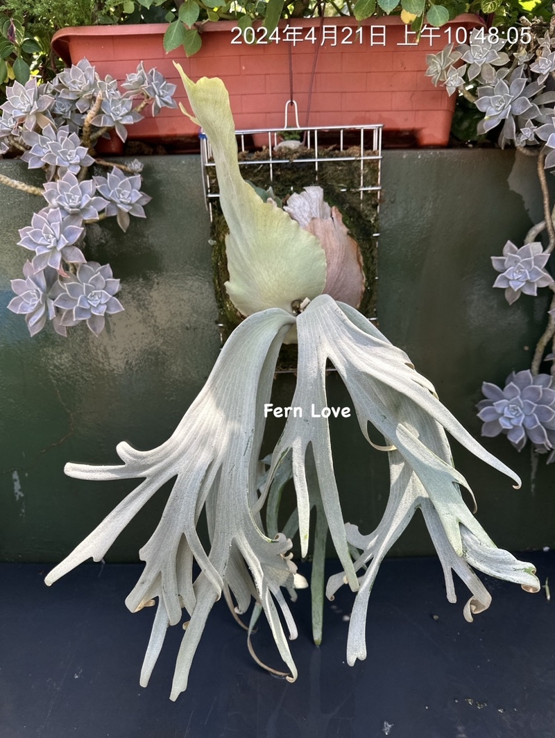 Fern 蕨戀 Love 』「P. Willinckii cv. White Swan 」白天鵝 白毛收藏 鹿角蕨 | 蝦皮購物