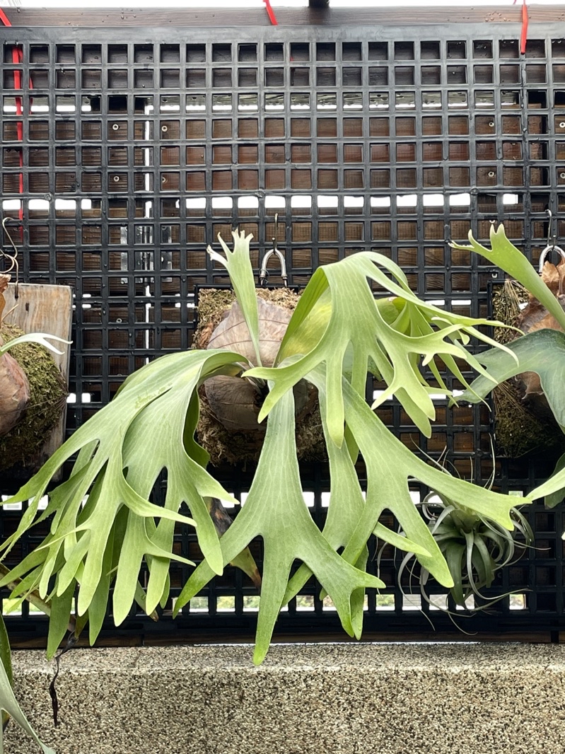 P.willinckii Bogor Mr Suddan x P.hillii Pumila 側芽| 蝦皮購物 P.willinckii Bogor Mr Suddan x P.hillii Pumila 側芽| 蝦皮購物