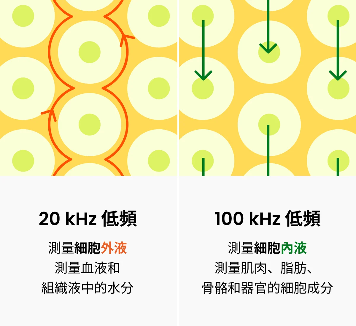 【官方】XOFIT Pro 八極體脂計--台灣開發APP、唯一可追蹤親友數據的體脂計，最美體脂計、量體重賺金幣的體脂計 | 蝦皮購物