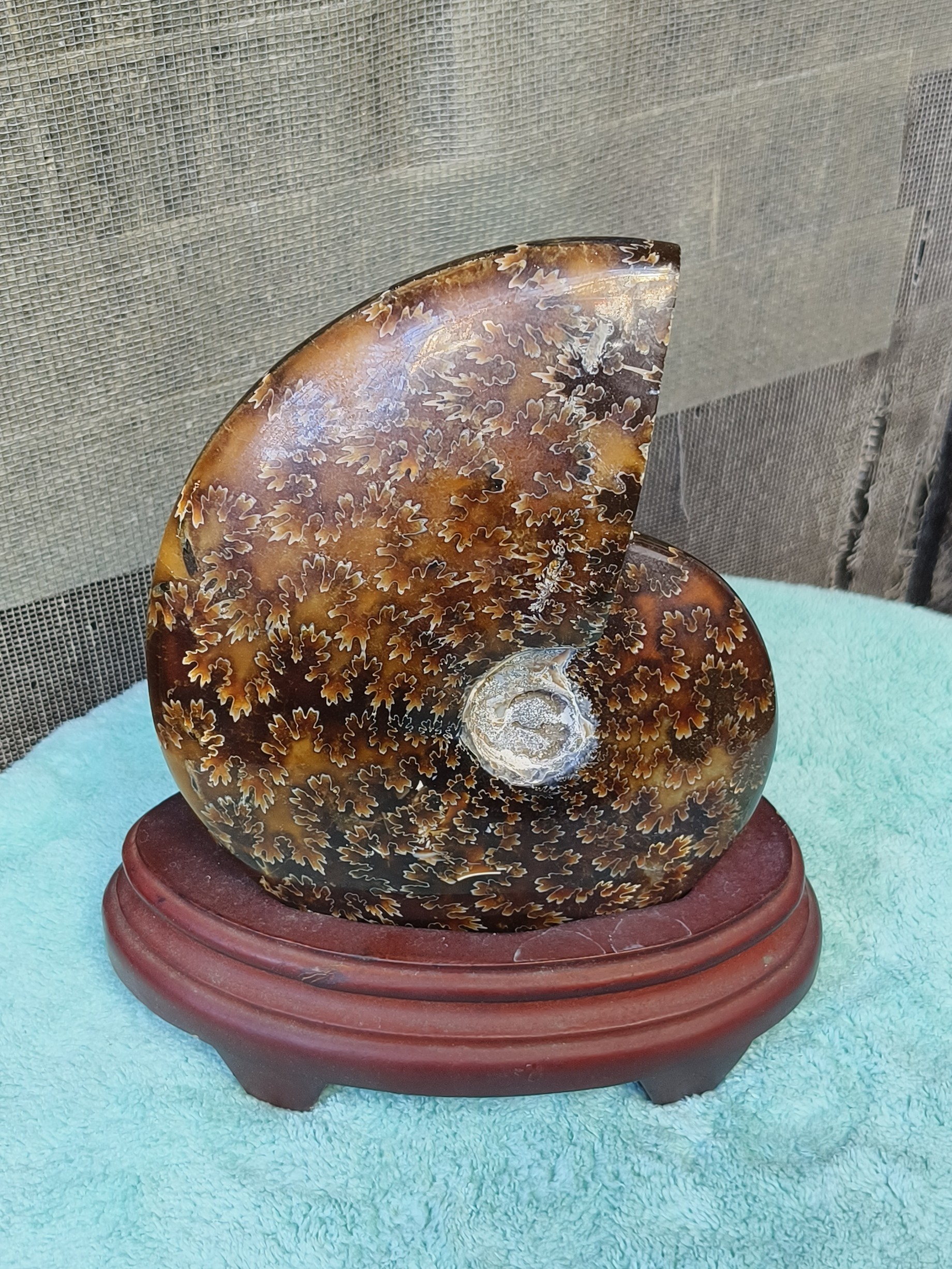 《瑜坊》彩斑菊石 斑彩螺 小品 NO.1 約 15*12*4 cm 重約 0.730 kg 含底座 | 蝦皮購物