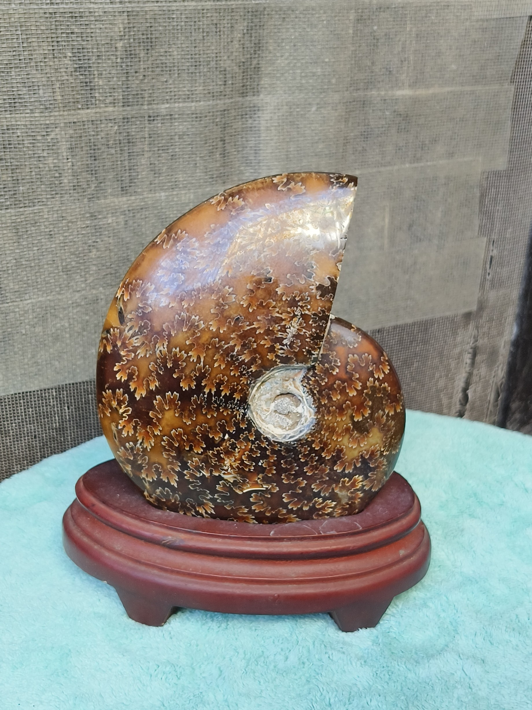 《瑜坊》彩斑菊石 斑彩螺 小品 NO.1 約 15*12*4 cm 重約 0.730 kg 含底座 | 蝦皮購物