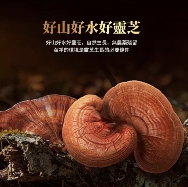 牛樟芝複方膠囊 30入 （分售） | 蝦皮購物