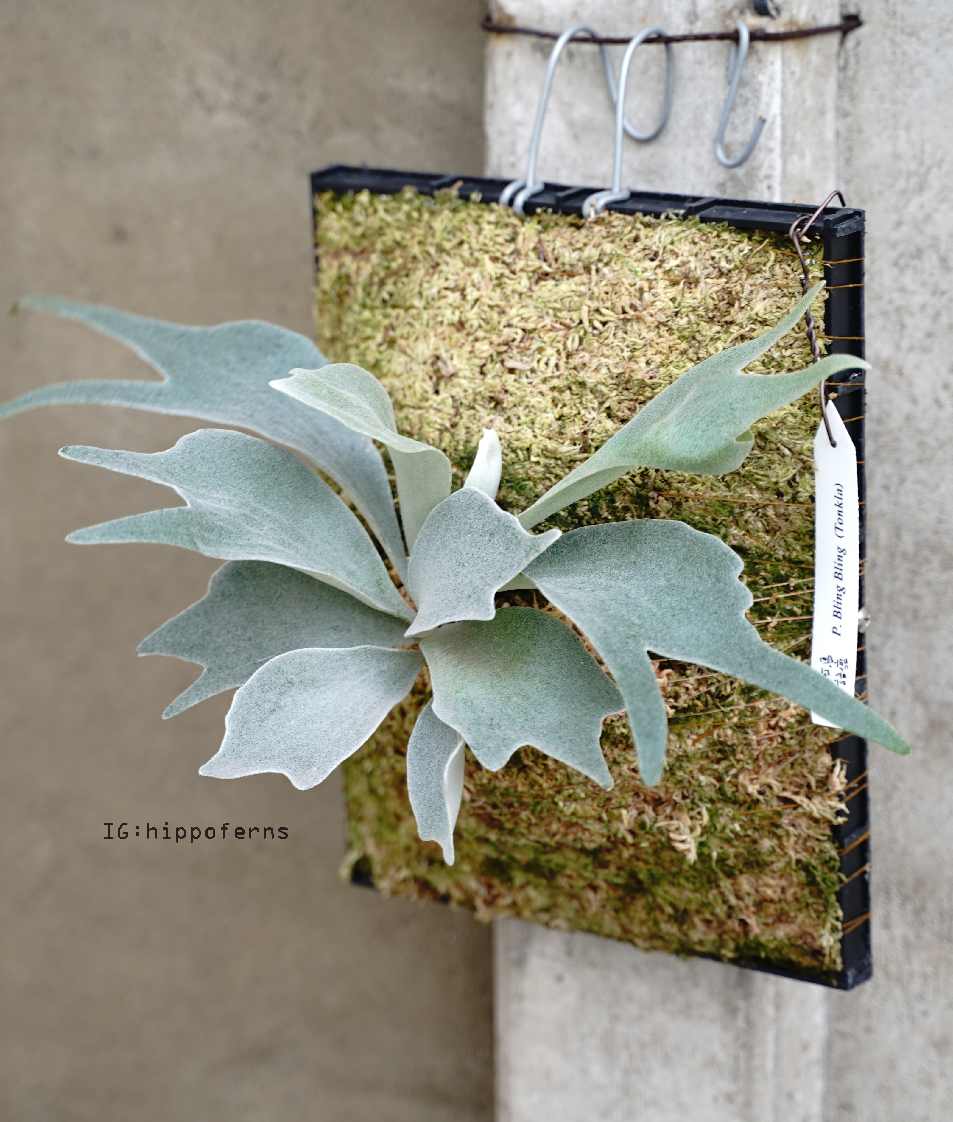 稀有 P.Bling Bling 閃亮亮 鹿角蕨 園藝種 Tonkla 小型種 blingbling // 河馬語鹿 | 蝦皮購物