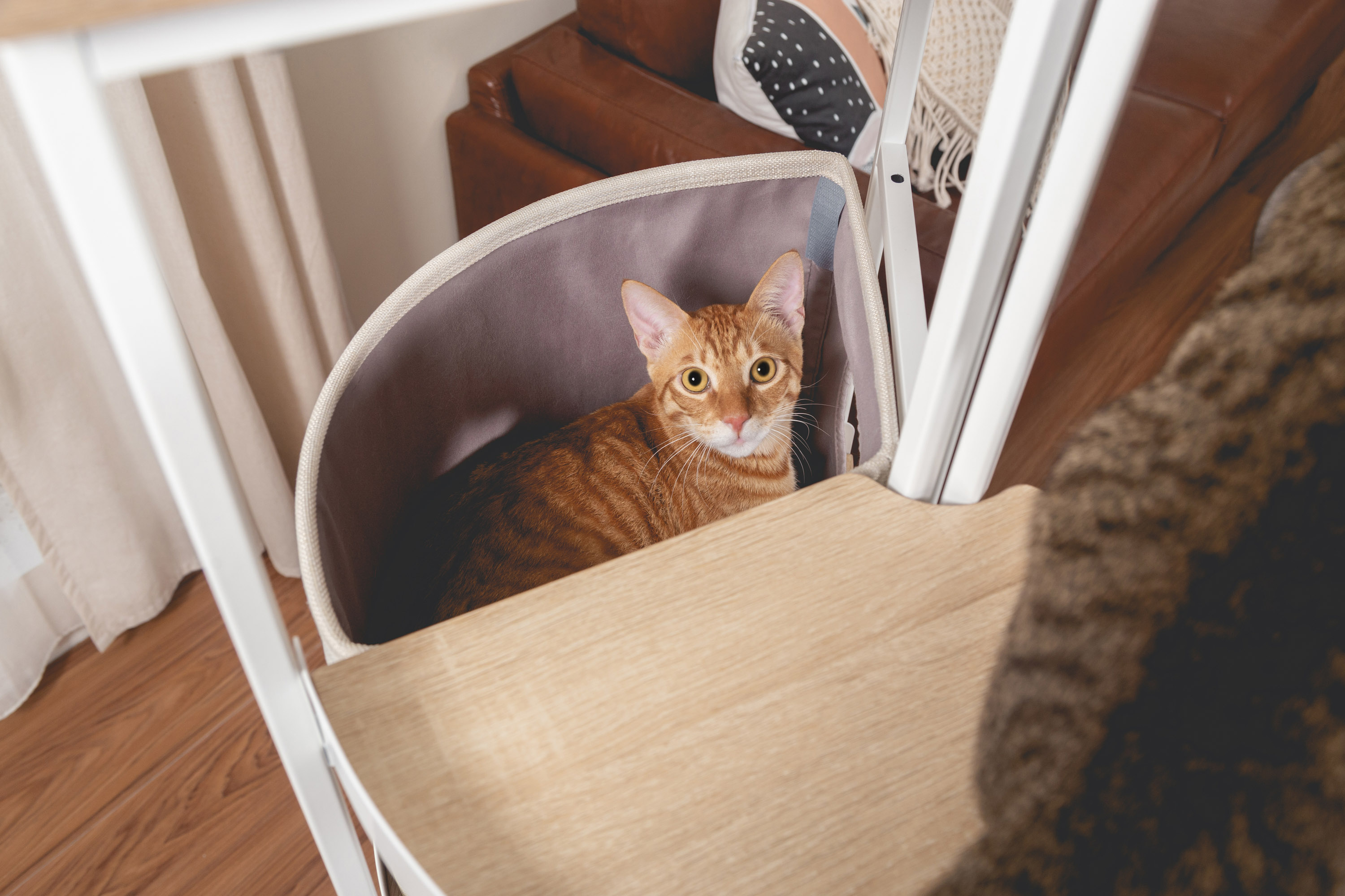 MYZOO 動物緣｜轉轉貓塔配件 - Loop 貓窩 | 蝦皮購物