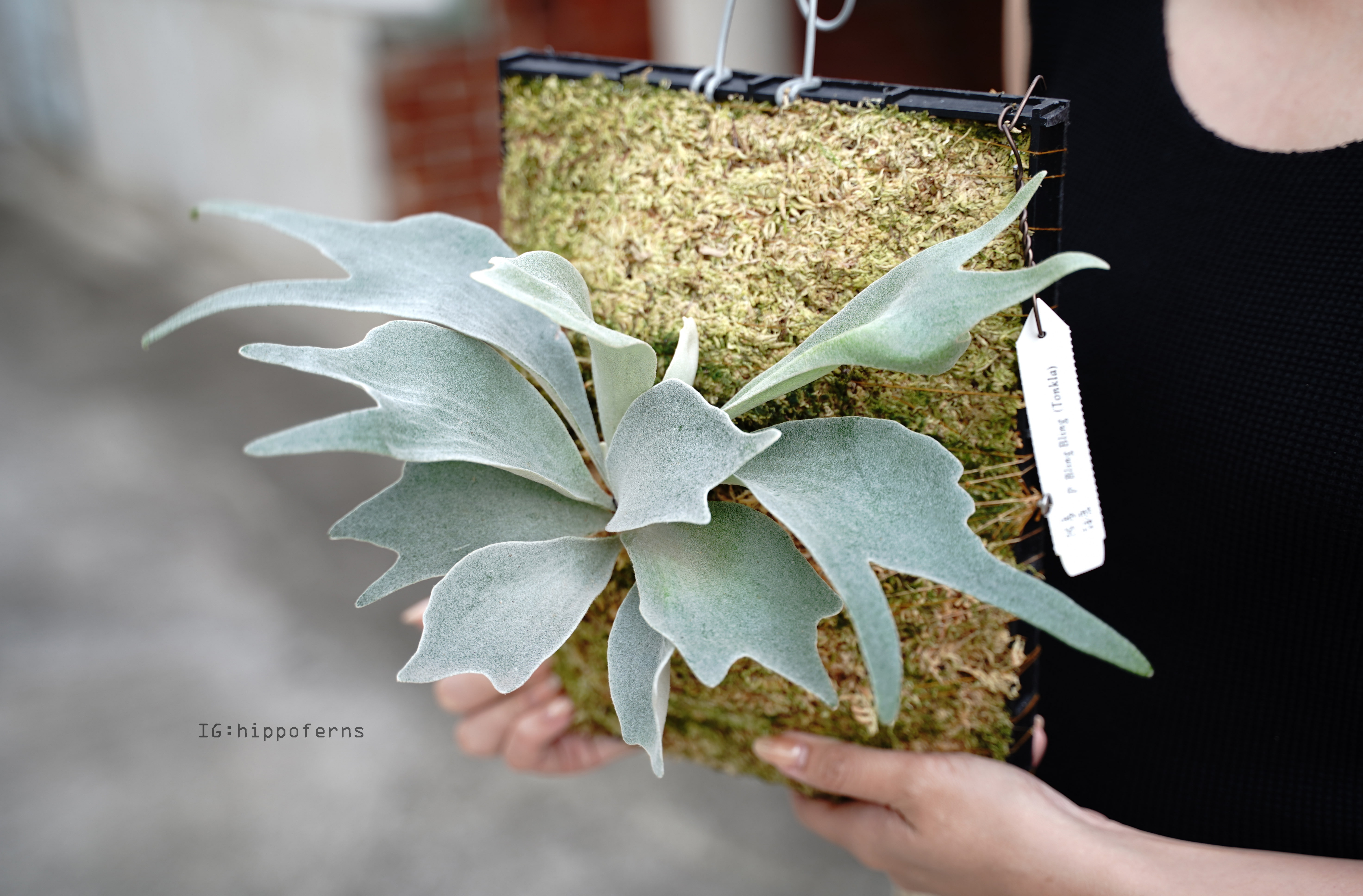 稀有 P.Bling Bling 閃亮亮 鹿角蕨 園藝種 Tonkla 小型種 blingbling // 河馬語鹿 | 蝦皮購物