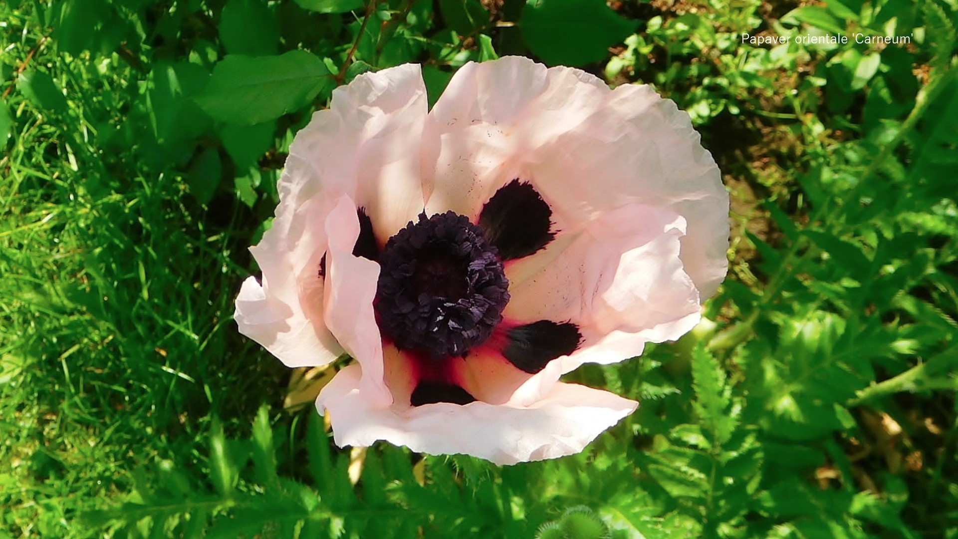 迷妳馬的日本花草 2024 進口種子 Papaver orientale 'Carneum' 虞美人/大輪 | 蝦皮購物