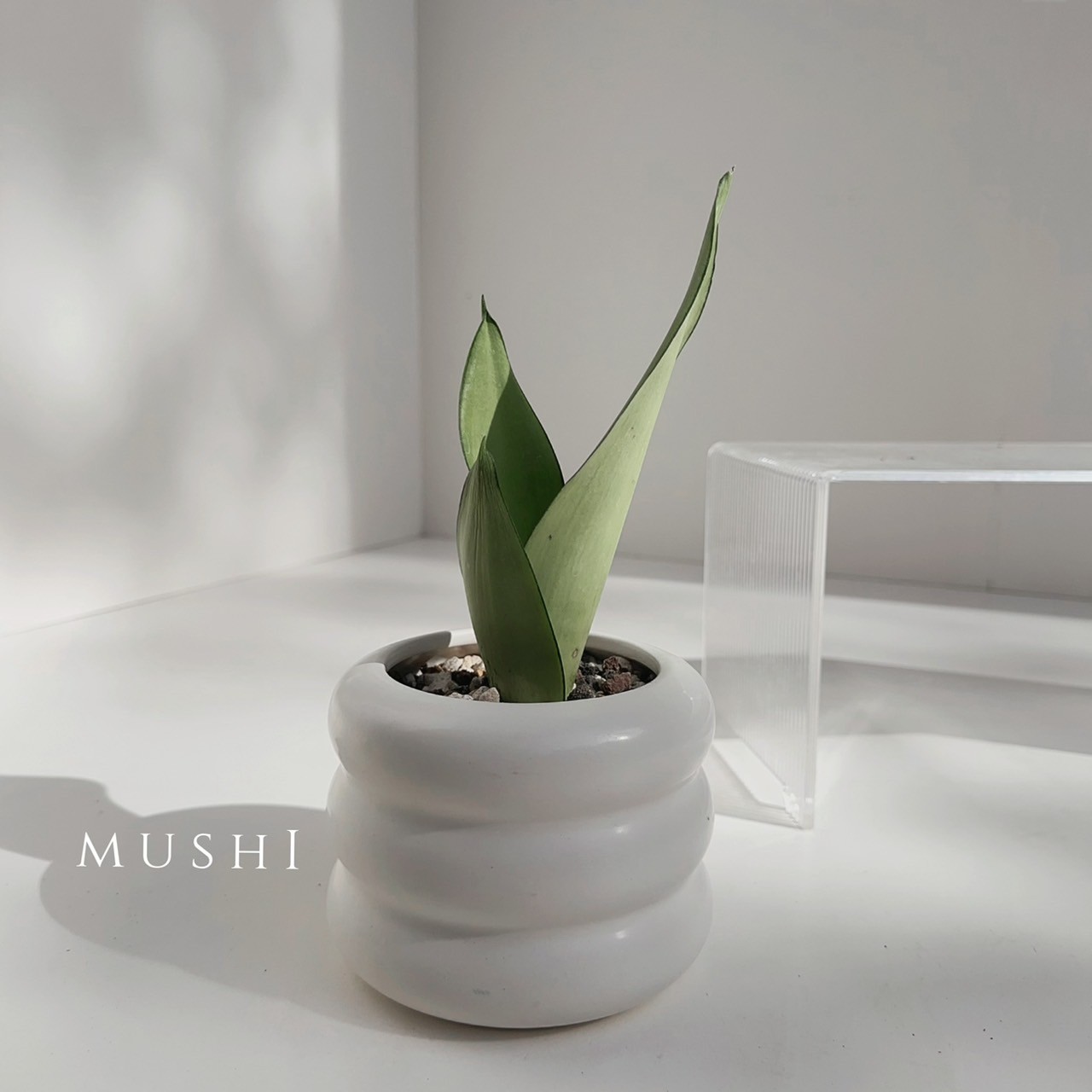 Mushi[銀后虎尾蘭]Silver Queen/多款盆器供選擇/白玉虎尾蘭/淨化空氣/室內盆栽/沐時嚴選 | 蝦皮購物