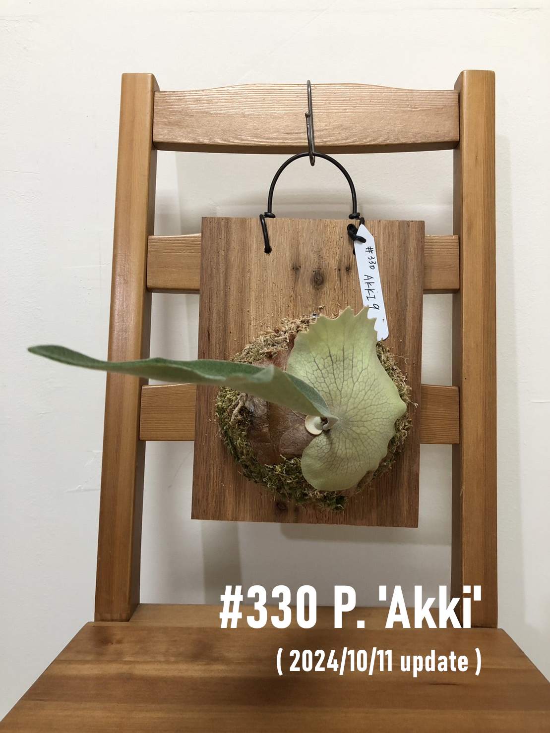 Akki 鹿角蕨 | P. 'Akki' #330【上板鹿角蕨】狂野龐克風 | 蝦皮購物