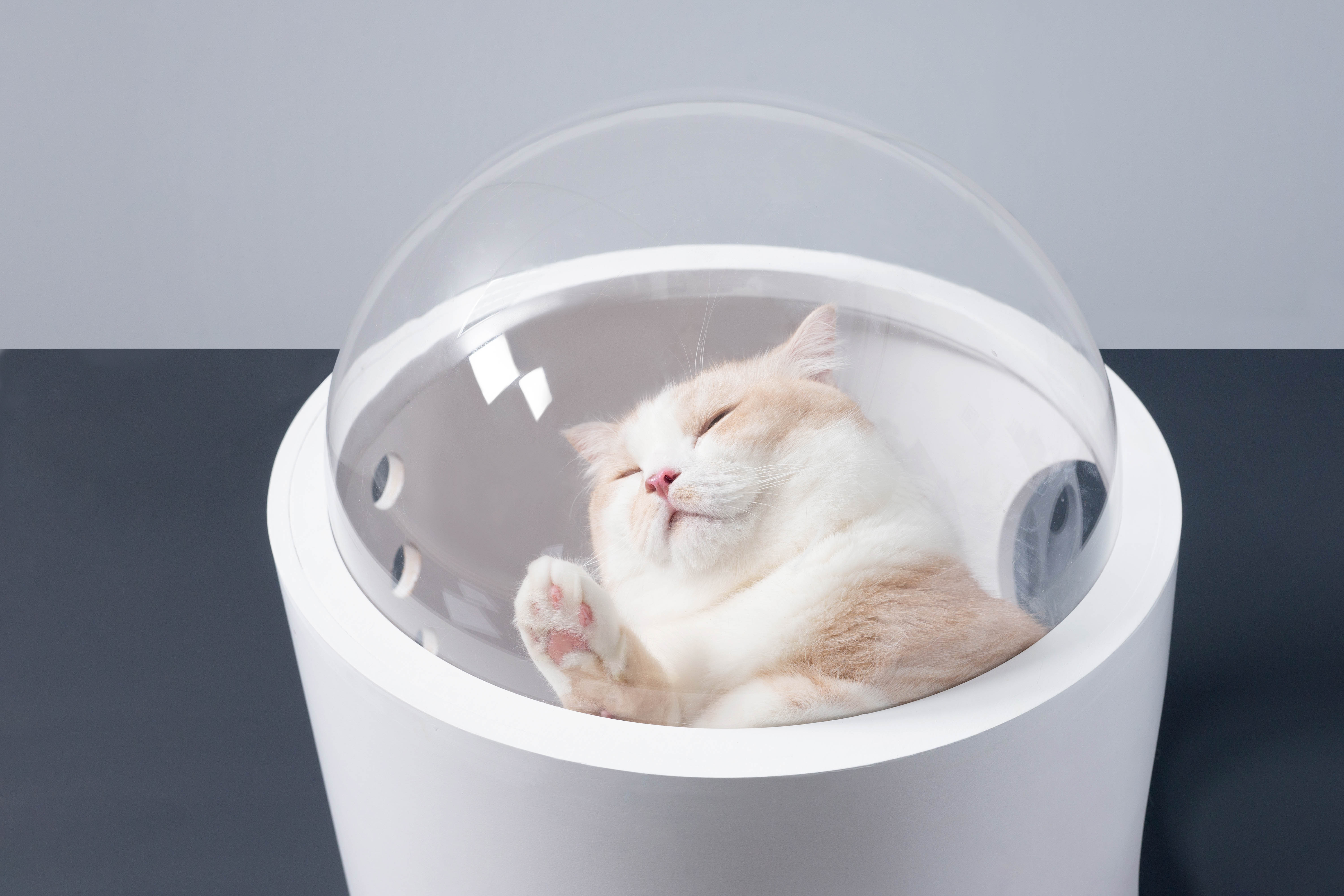 MYZOO 動物緣｜太空計劃 Gamma（白色） | 蝦皮購物