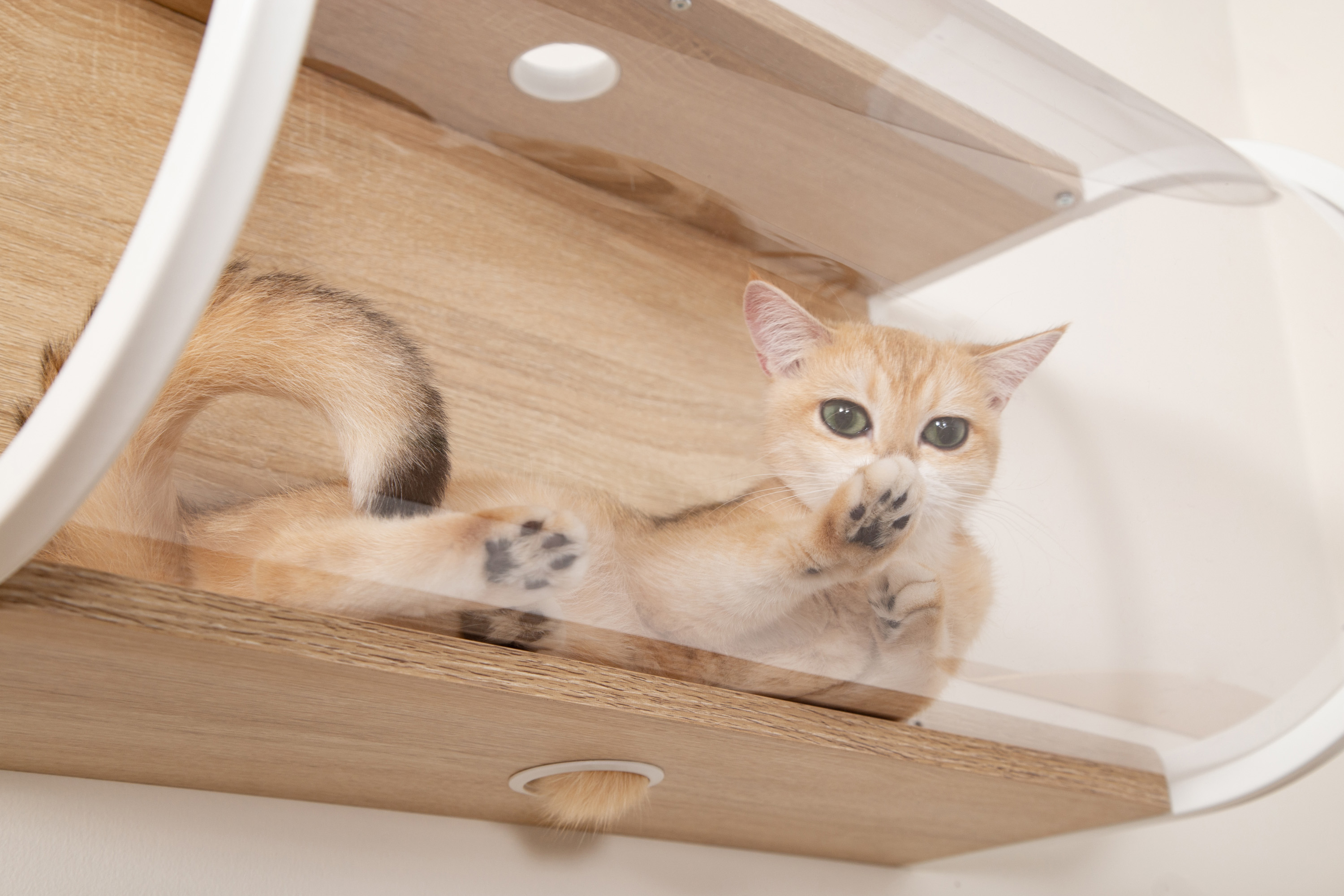 MYZOO 動物緣｜透明貓隧道 Tunnel 貓傢俱 貓跳台 貓爬架 貓窩 | 蝦皮購物