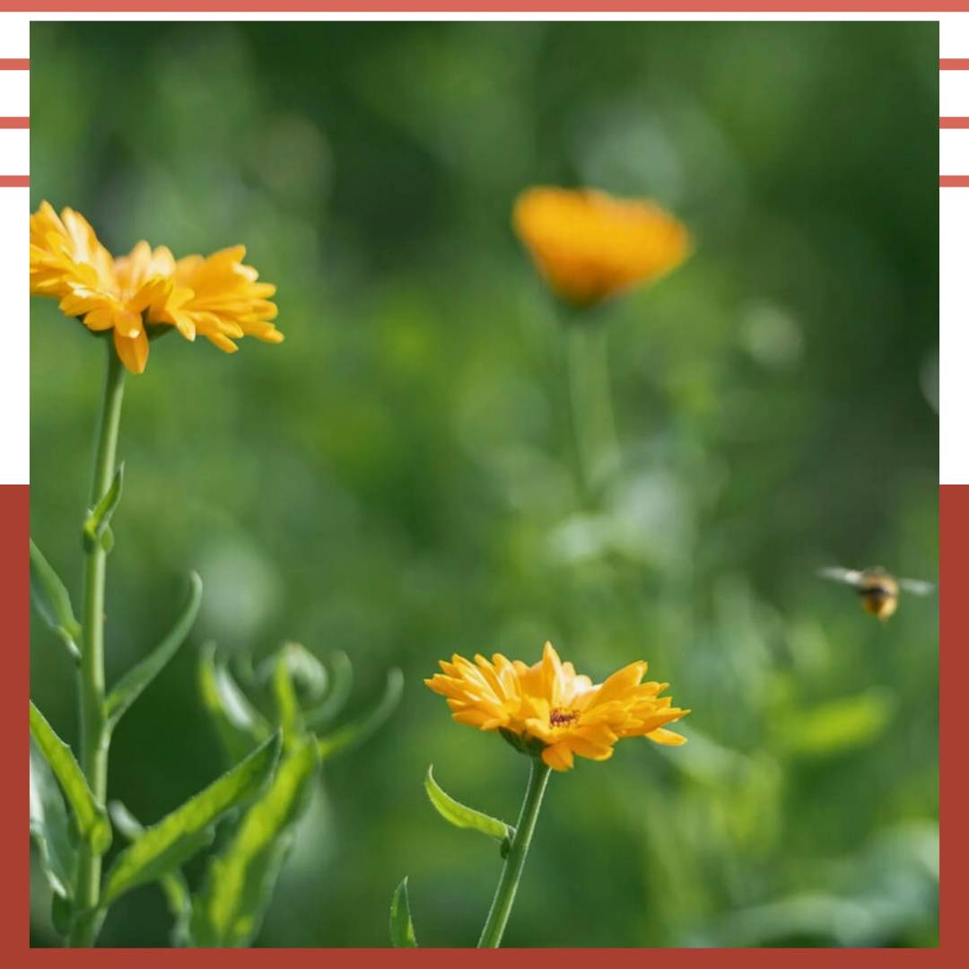 【現貨】SORRY KOUBO可洗全身~原料北海道產 蜂蜜香皂★日本夫婦推薦 | 蝦皮購物