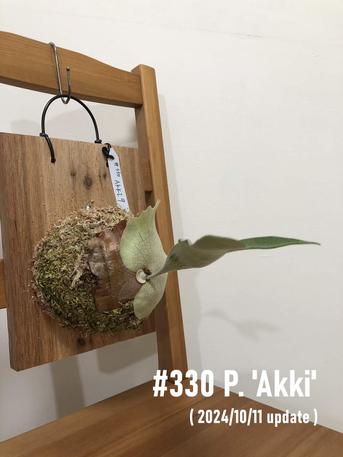 Akki 鹿角蕨 | P. 'Akki' #330【上板鹿角蕨】狂野龐克風 | 蝦皮購物