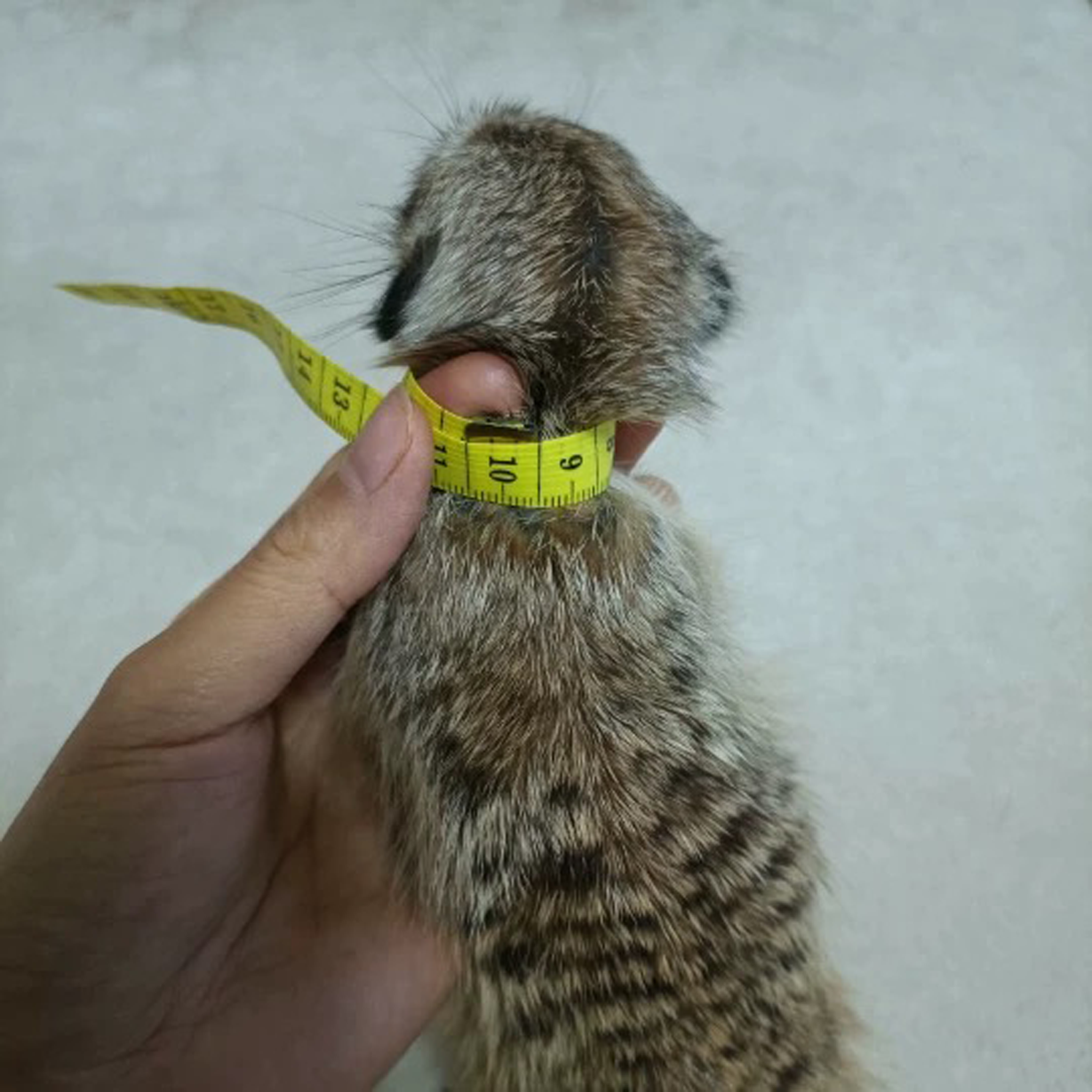 【xl Lx】寵物秋冬保暖羽絨服 狐獴 土撥鼠 兔兔 龍貓 其它異寵可定製 蝦皮購物