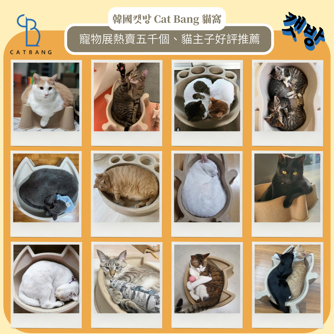 1+1組合$795【韓國 CATBANG】貓窩 貓籃 胖胖款紙貓窩 韓國正品 環保紙窩 貓菜籃 菜籃 catbang貓窩 | 蝦皮購物