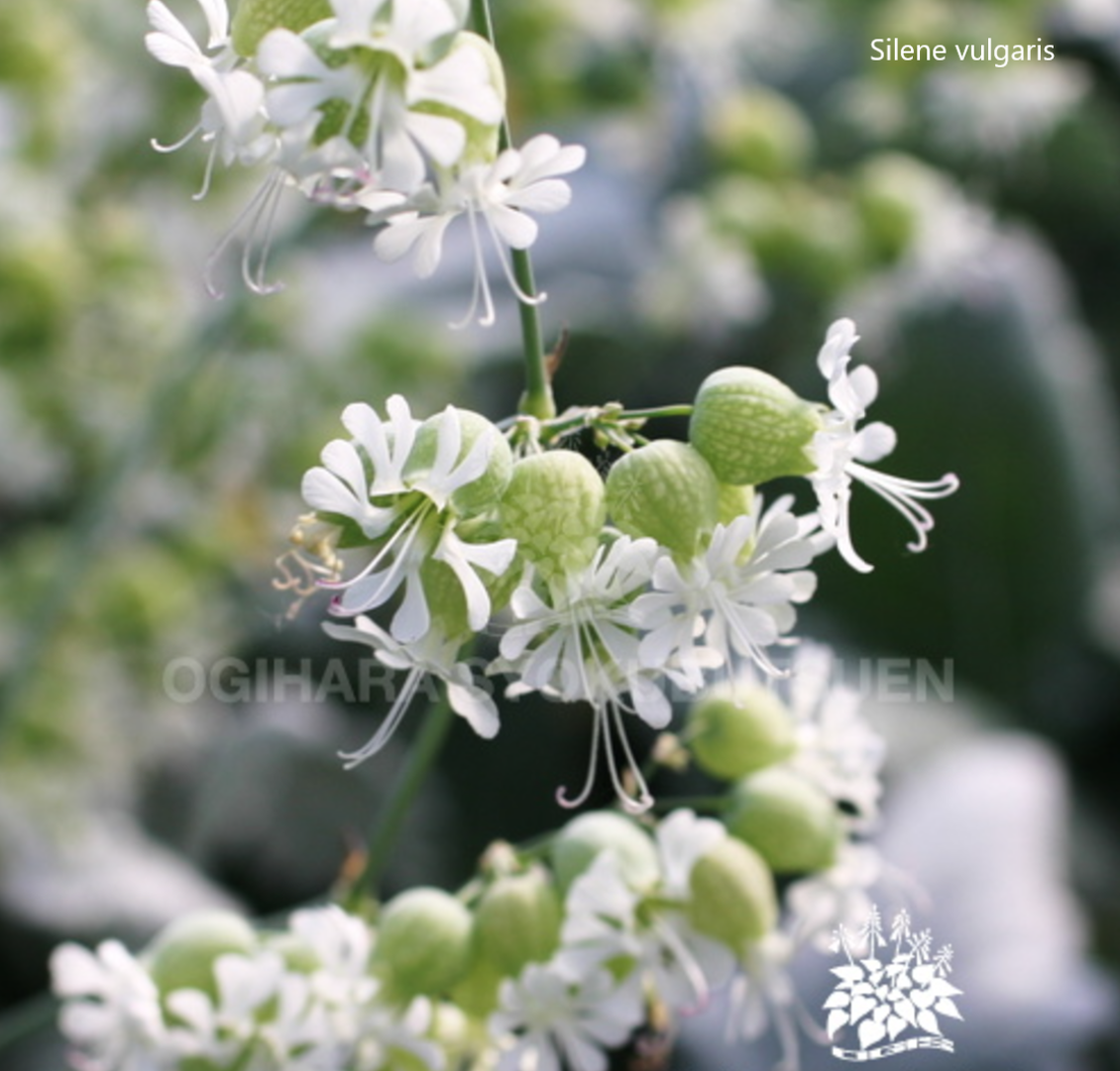 🦄迷妳馬的日本花草🌱2024進口種子 白玉草-Silene uniflora Shell Pink 粉花 (大花款) | 蝦皮購物