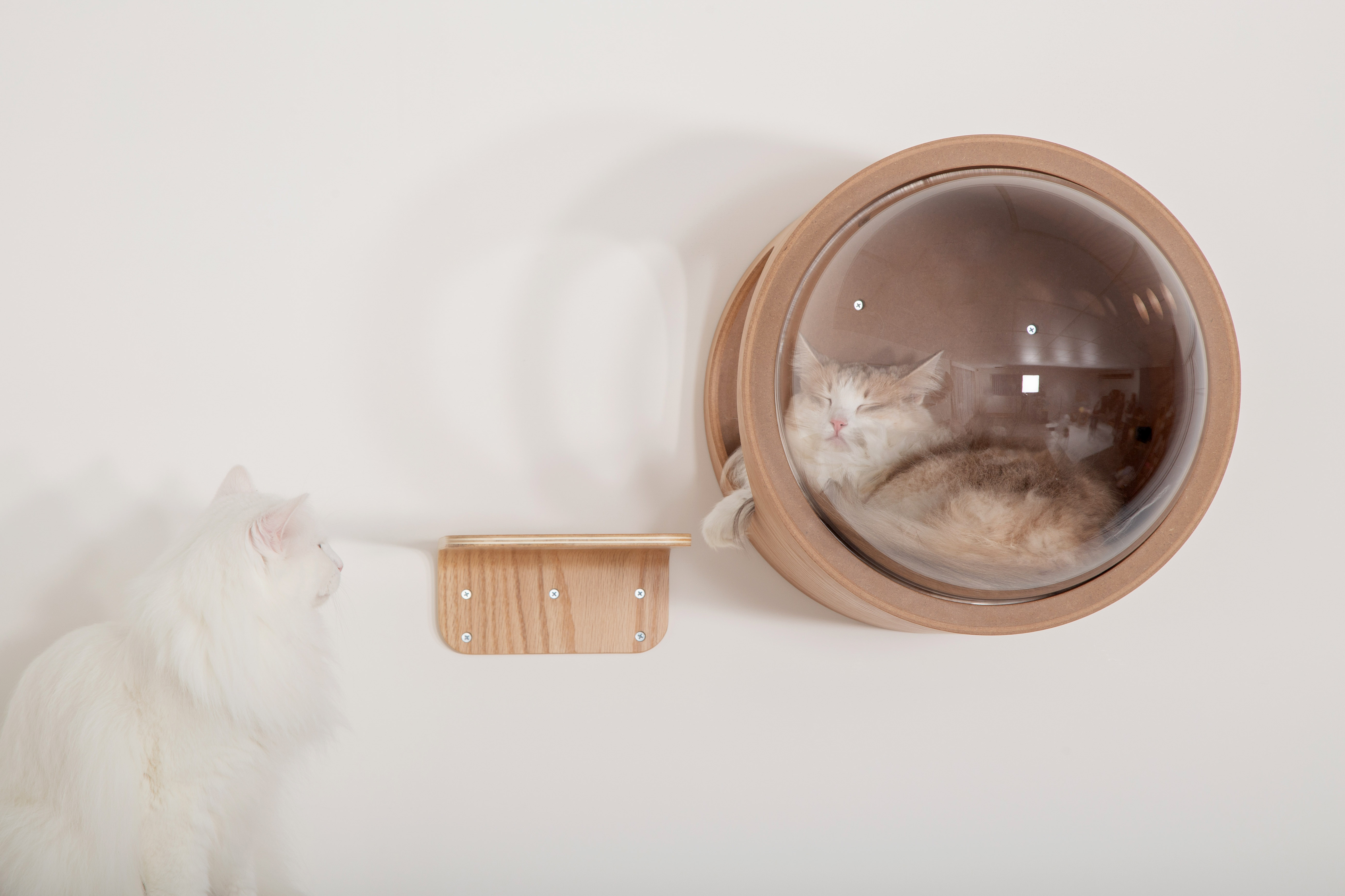 MYZOO 動物緣｜太空計劃 Gamma（橡木色）貓傢俱 貓爬架 貓窩 貓跳台 | 蝦皮購物