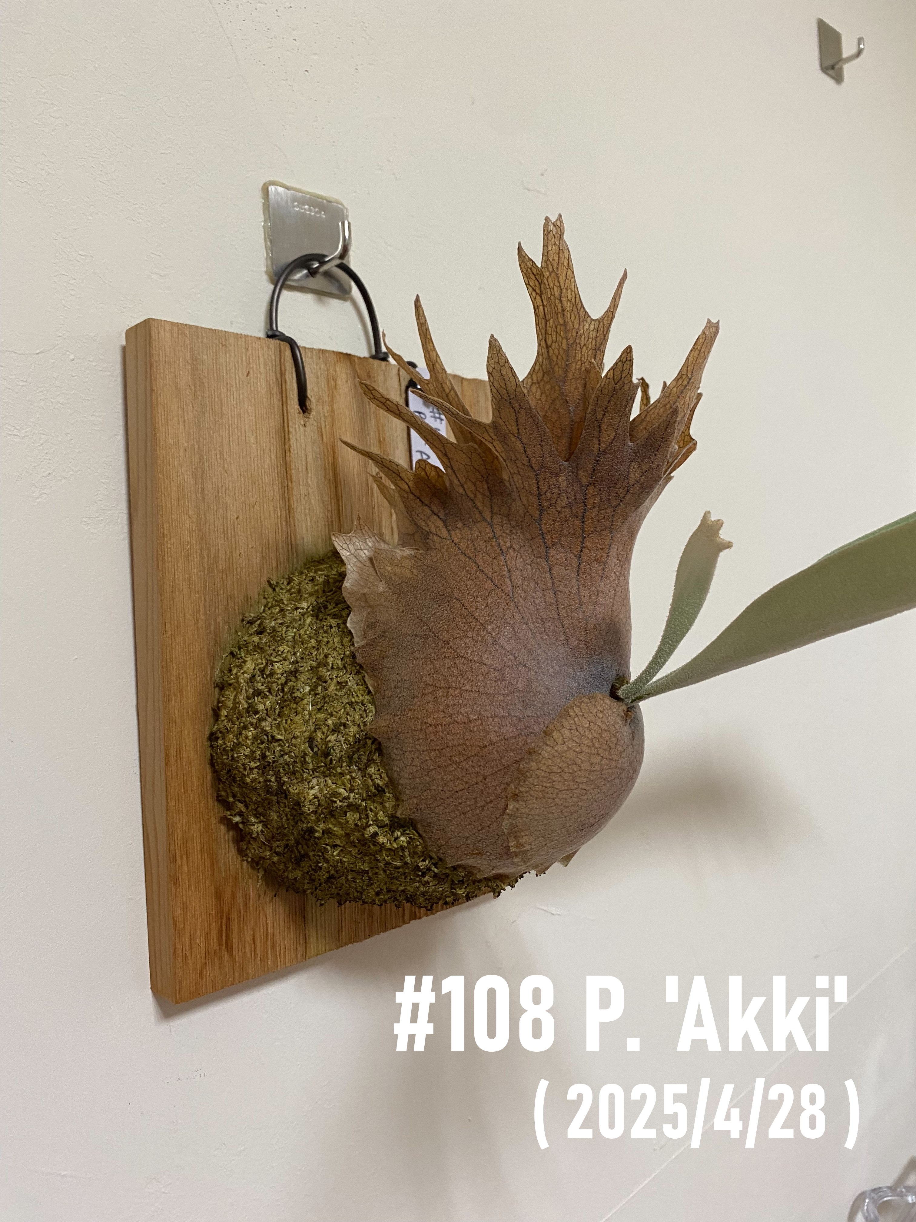 【價格含店到店運費】Akki 鹿角蕨 | P. 'Akki' 【上板鹿角蕨】尖刺冠表現 | 蝦皮購物