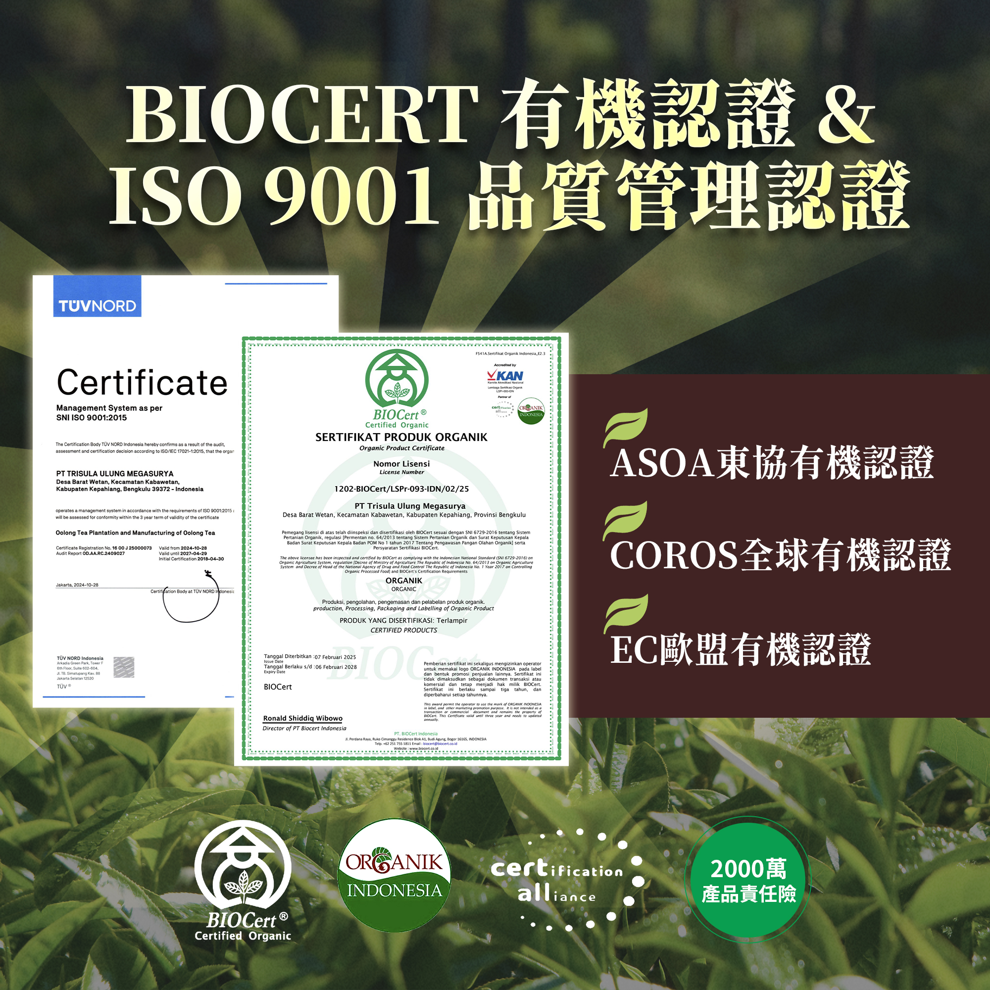 【淳嶼茶】高山金萱冷泡茶包 3.5gX30包 高山烏龍 高山茶 手採 蘇門答臘火山茶 | 蝦皮購物